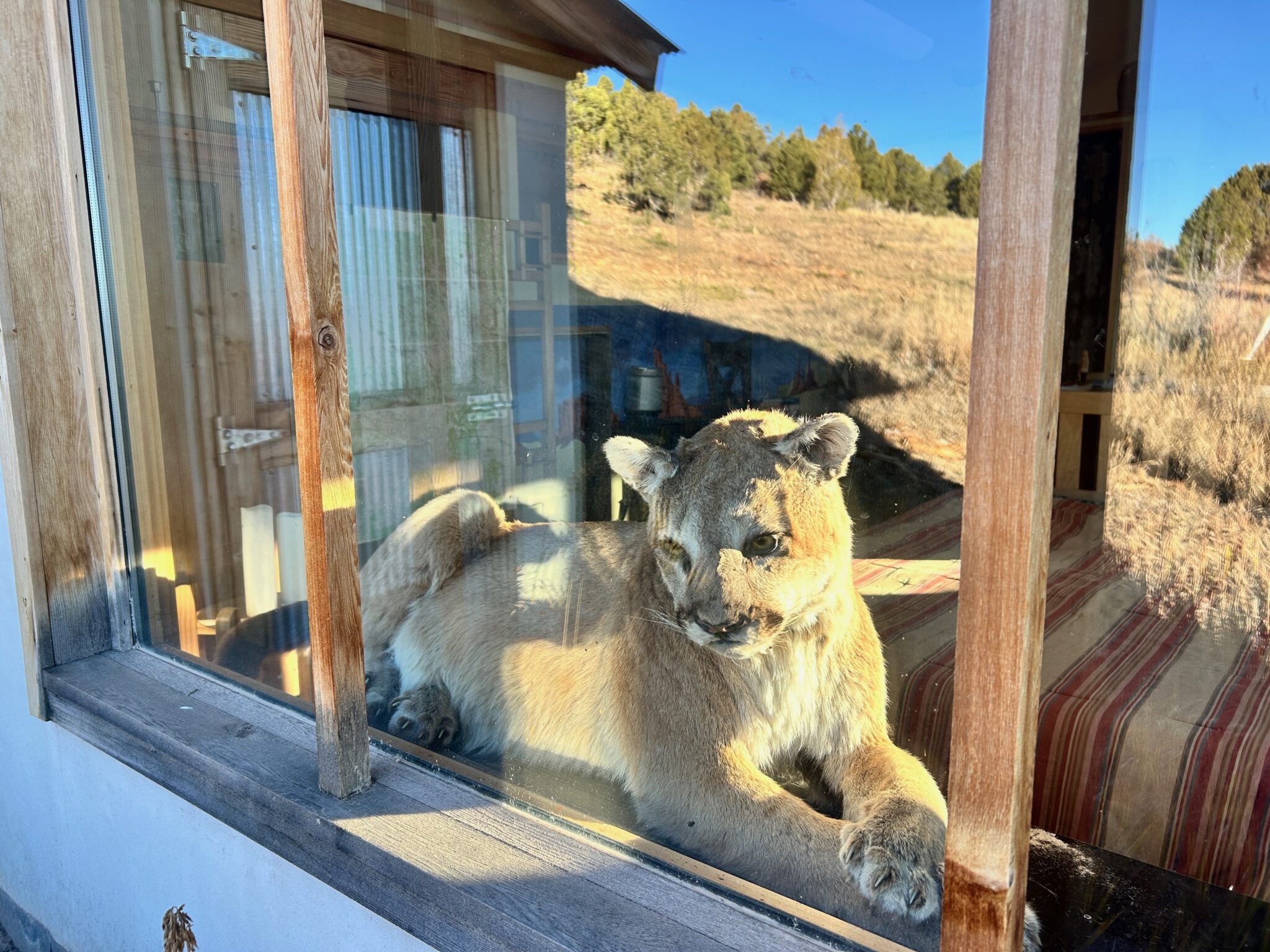 Life and Death by Mountain Lion - The Last Word On Nothing